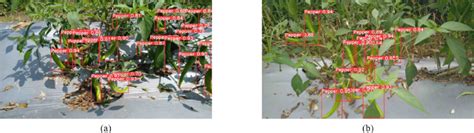 Examples Of Green Pepper Detection Results Using Yolo V5l A