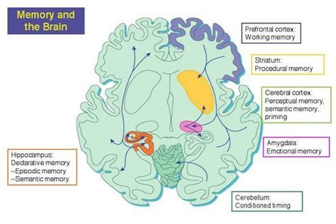Memory Scholarpedia Cognitive Psychology Quantum Physics Episodic