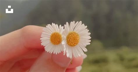 꽃을 들고 있는 손 사진 Unsplash의 무료 꽃 이미지