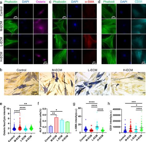 Stem Cell Differentiation On The Functional Ecm Coatings A
