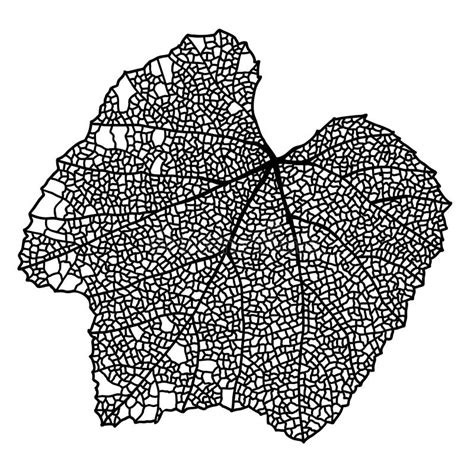 Highly Detailed Skeleton Leaf In Black Isolated Over White Stock Vector Illustration Of