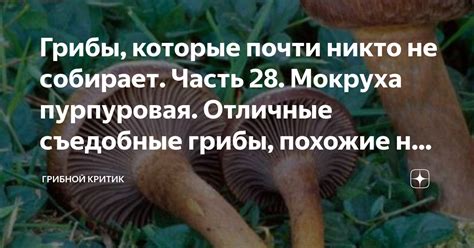 Грибы которые почти никто не собирает Часть 28 Мокруха пурпуровая Отличные съедобные грибы