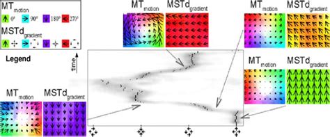 Results Of Recurrent V1 Mt Mstd Processing For An Image Sequence From A Download Scientific