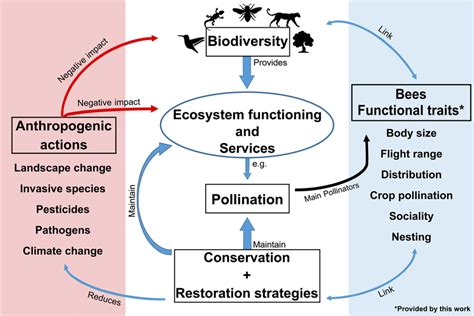 Showing The Importance Of The Functional Traits Provided By This Work Download Scientific