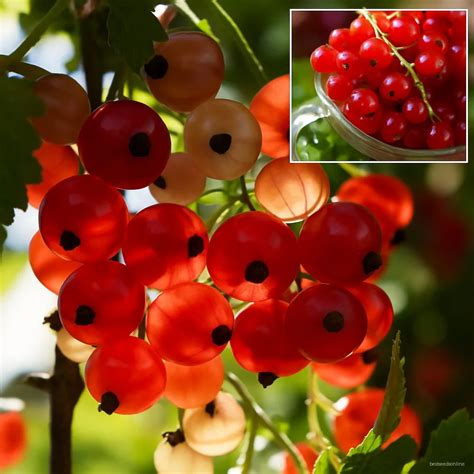 Organic Red Currant Seeds Pack Of 5