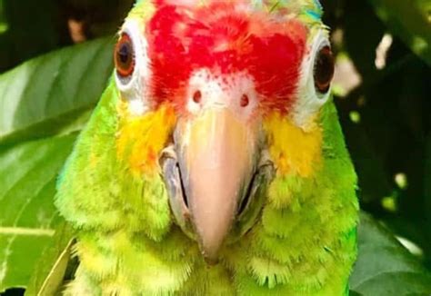 La Lora En El Corredor Una Tradición Muy Tica Que Hoy Pide Silencio