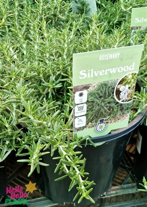 Rosmarinus Silverwood Prostrate Rosemary 8 Pot Hello Hello Plants