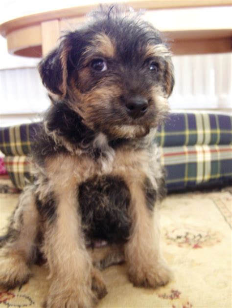 Border Terrier Poodle Mix