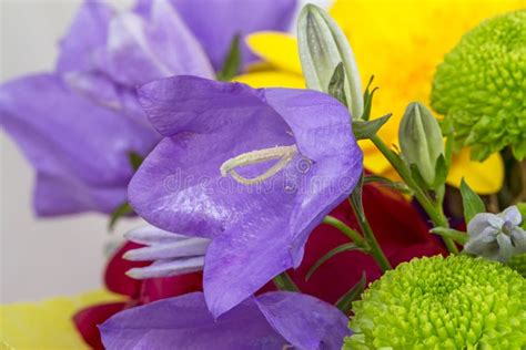 Purple Bell Flower In A Bouquet Stock Image Image Of Purple