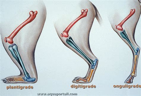 Plantigrade Définition Et Explications