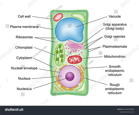 Plant Cell Structure Cross Section Legend Stock Vector Royalty Free