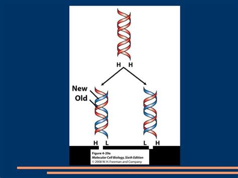 Types Of Dna Replication And Semi Conservative Replication Eepptx