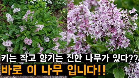 키가 작아서 관리는 편하고 향기는 진하고 꽃은 아름답고 노지월동 가능하고 팔방미인 라일락 나무 작은 아가씨 왜성라일락 리틀레이디 Youtube