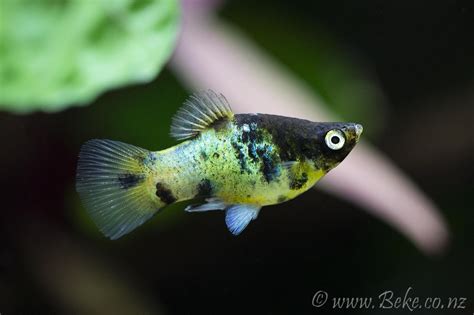 Xiphophorus Maculatus Akvaristika I Teraristika