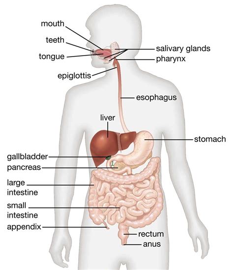 Clear And Concise Labeled Diagram Of The Digestive System