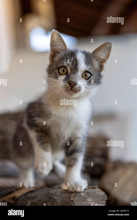 Close Up Portrait Of Cute Little Kitten Posing To The Camera Clear