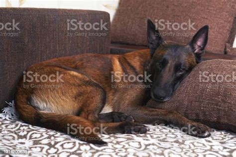귀여운 벨기에 셰퍼드 개 말리누아는 베개와 갈색 소파에 실내 누워 가구에 대한 스톡 사진 및 기타 이미지 가구 가리기 가정 생활 Istock