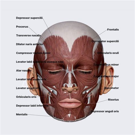 Face Muscle Anatomy Diagram