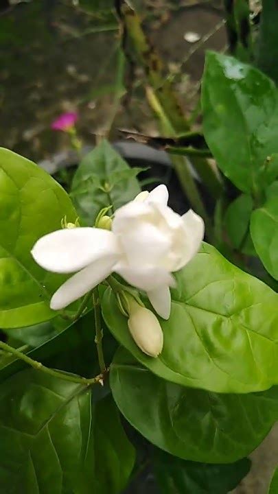 বেলি ফুল Youtube