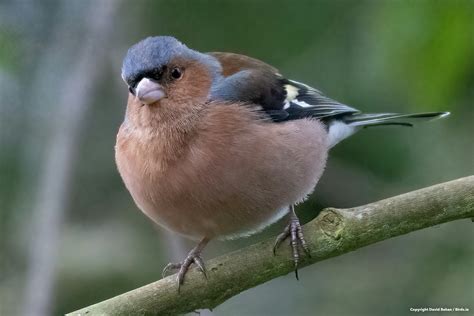 Birds Ie → Chaffinch