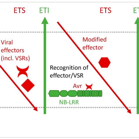 The Zig Zag Model Illustrates The Arms Race Between Plants And Viruses Download Scientific