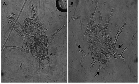 Broad Mite Cadavers Under The Light Stereo Microscope A Uninfected