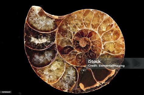 Natural History Prehistoric Fossilized Nautilus Sea Shell Isolated On