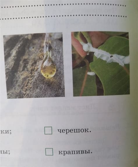 у растений есть специальные хранилища Как называются хранилища приведённых на рисунке растений