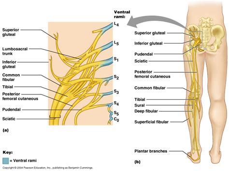 Cpt Code For Sympathetic Nerve Block Mapasgmaes
