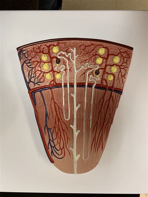 Nephron Diagram Quizlet