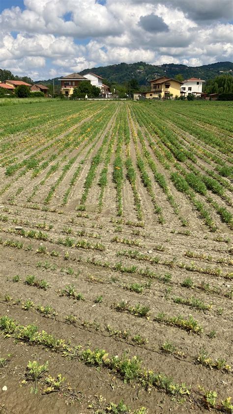 Agronomy Macfrut2024 Cibus2024 Sustainableagriculture