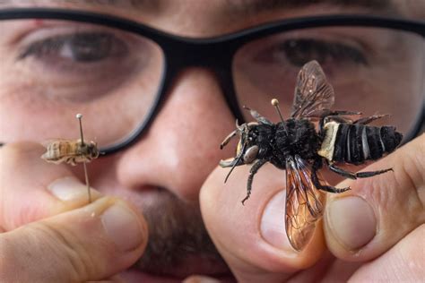 35 Facts About The Biggest Bee