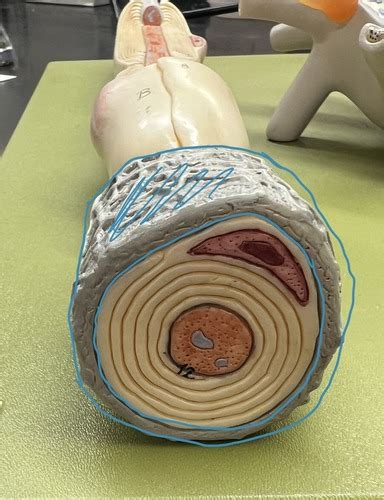 Lab Exam 4 Neuron Model Flashcards Quizlet