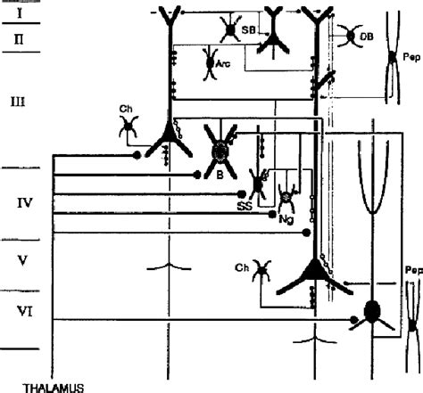 Figure 1 From Cortical Columns And Planning Models Semantic Scholar