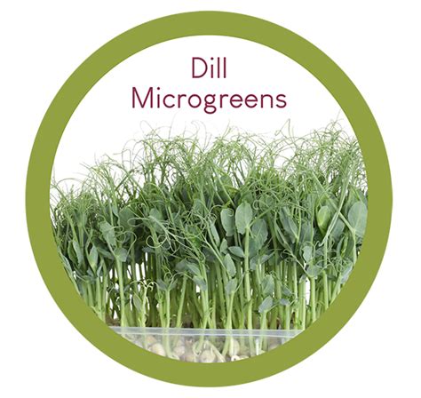 Dill Microgreens Taste The Organic Charlotte Metro Area