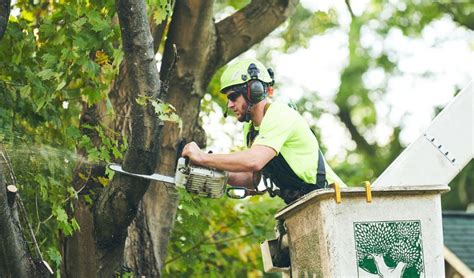 Why Are Cranes And Bucket Trucks Used For Tree Removals Independent Tree