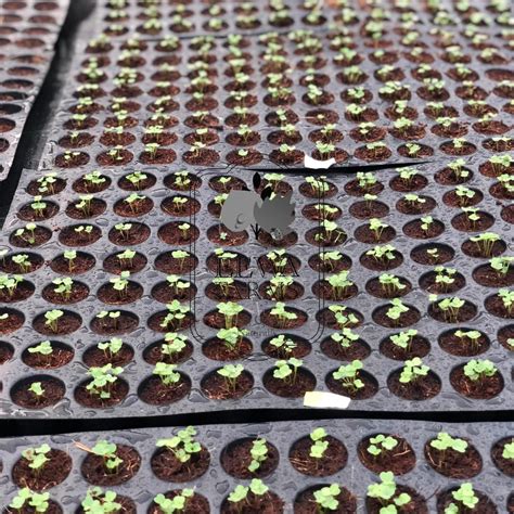 Spinach Seedlings Eewa Farms