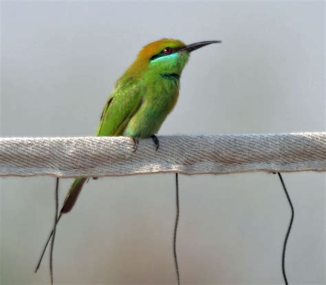 Birds Of The World Bee Eaters Meropidae