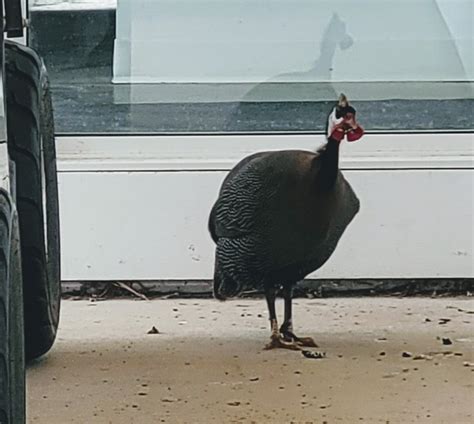 Ssrspbi Rs Error Cannot Read The Next Data Row For The Dataset Data Work Mom