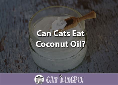 Can Cats Eat Coconut Oil Cat Kingpin
