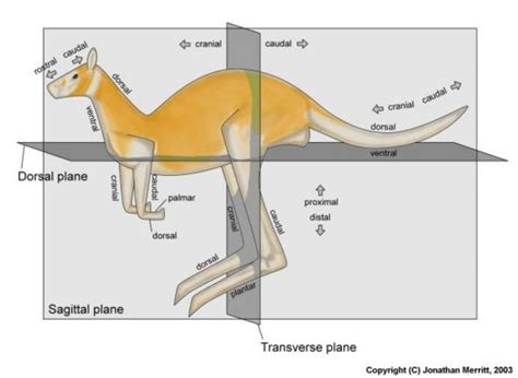 Frontal Plane Animal