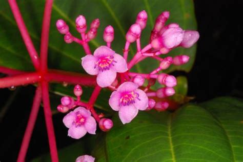 Tanaman Parijoto Si Manis Berkhasiat Untuk Kehamilan Urban Garden
