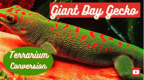 Giant Day Gecko Morphs
