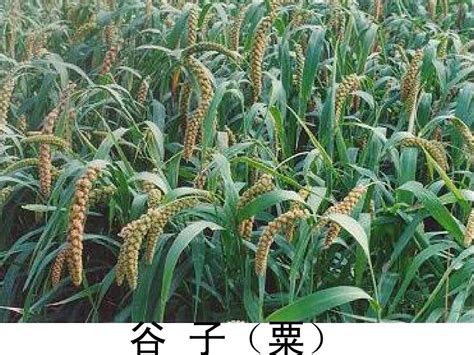 单子叶植物纲的分类 word文档在线阅读与下载 无忧文档