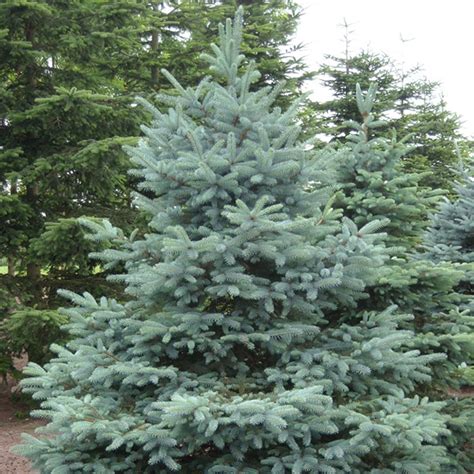 Ель колючая сизая - Picea pungens f. glauca