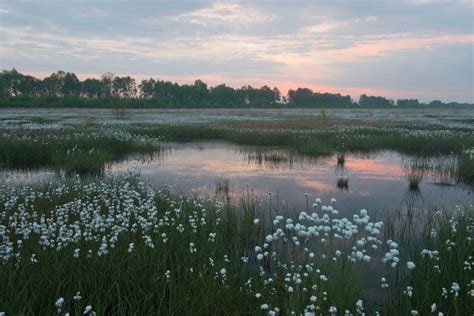 Lijie Dong On Linkedin Peatlands Journey