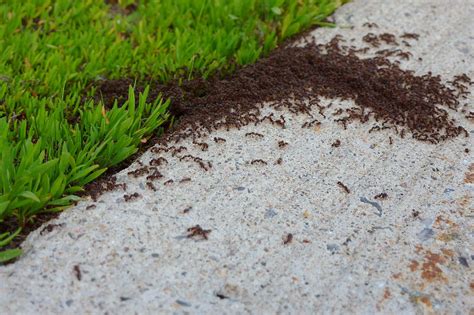 Ants Lots Of Ants Snullr Flickr