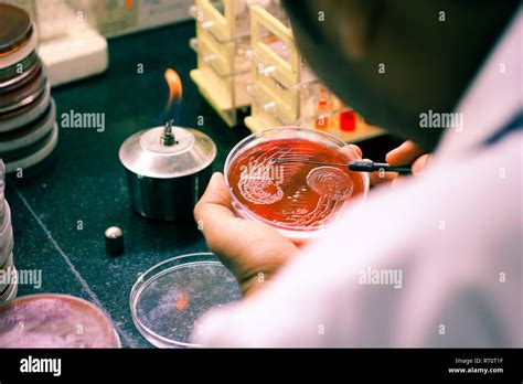 Bacterial Inoculation On A Culture Plate Using Inoculation Loop By Scientist Lab Technician In