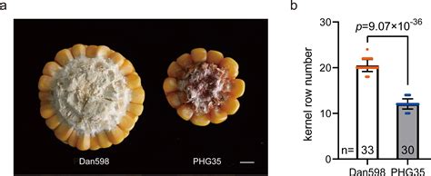 Comparative Transcriptome Analysis Identified Candidate Genes Associated With Kernel Row Number