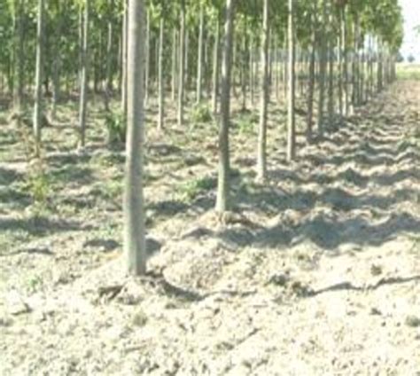 Pruned Plants Of Poplar Download Scientific Diagram